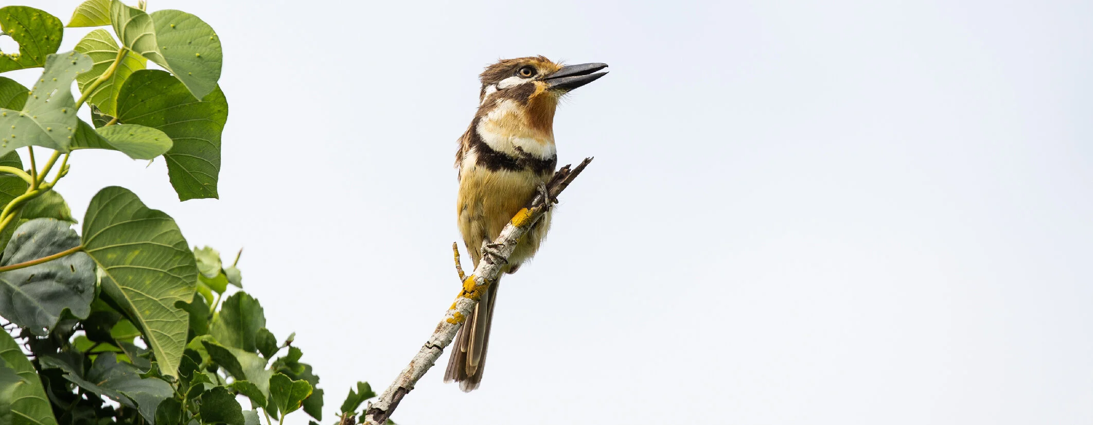 How Our Communications Agency Created The Birders Campaign for Colombia ...