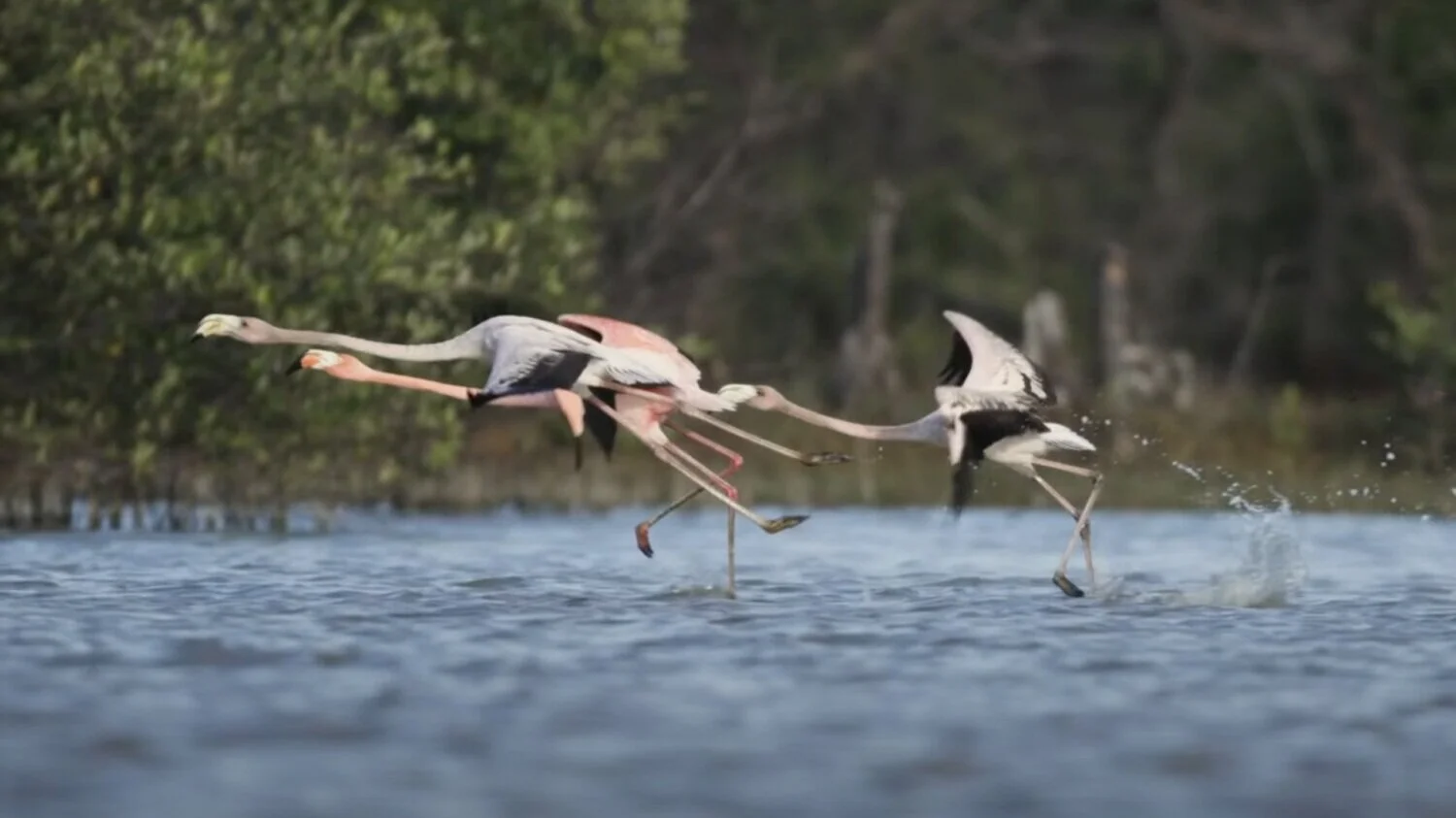 The Top 10 Reserves for Filming Birds in Colombia — WhereNext
