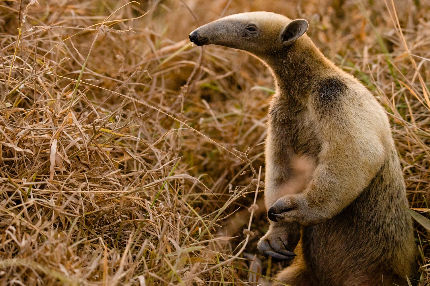 Here Are The Top 10 Mammals You Can Film In Colombia — WhereNext
