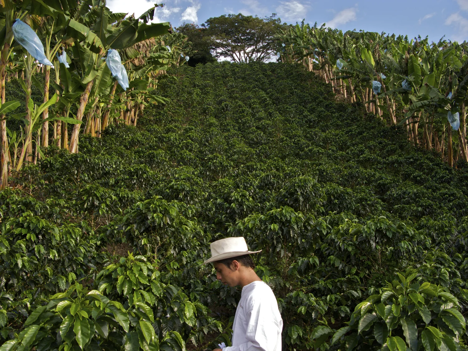 A Guide to Filming in Colombia's Coffee Region — WhereNext