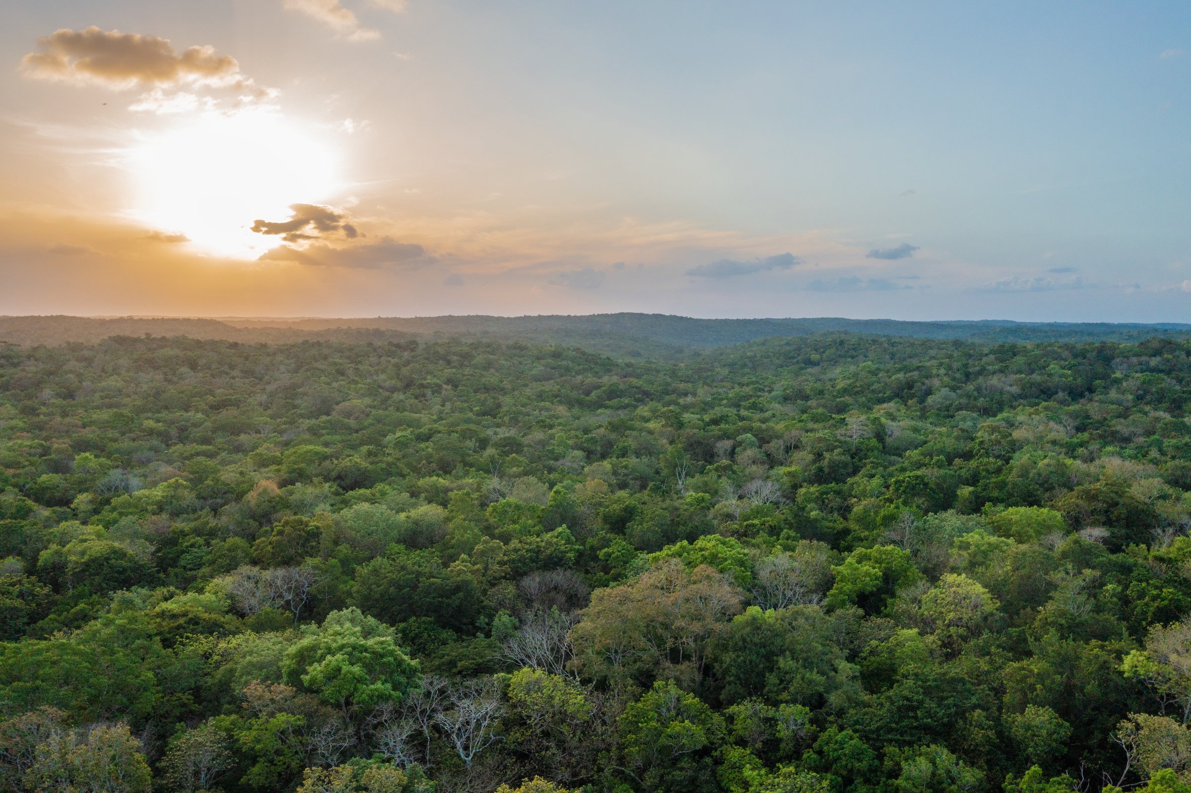 Filming the King Vulture in Mexico — WhereNext