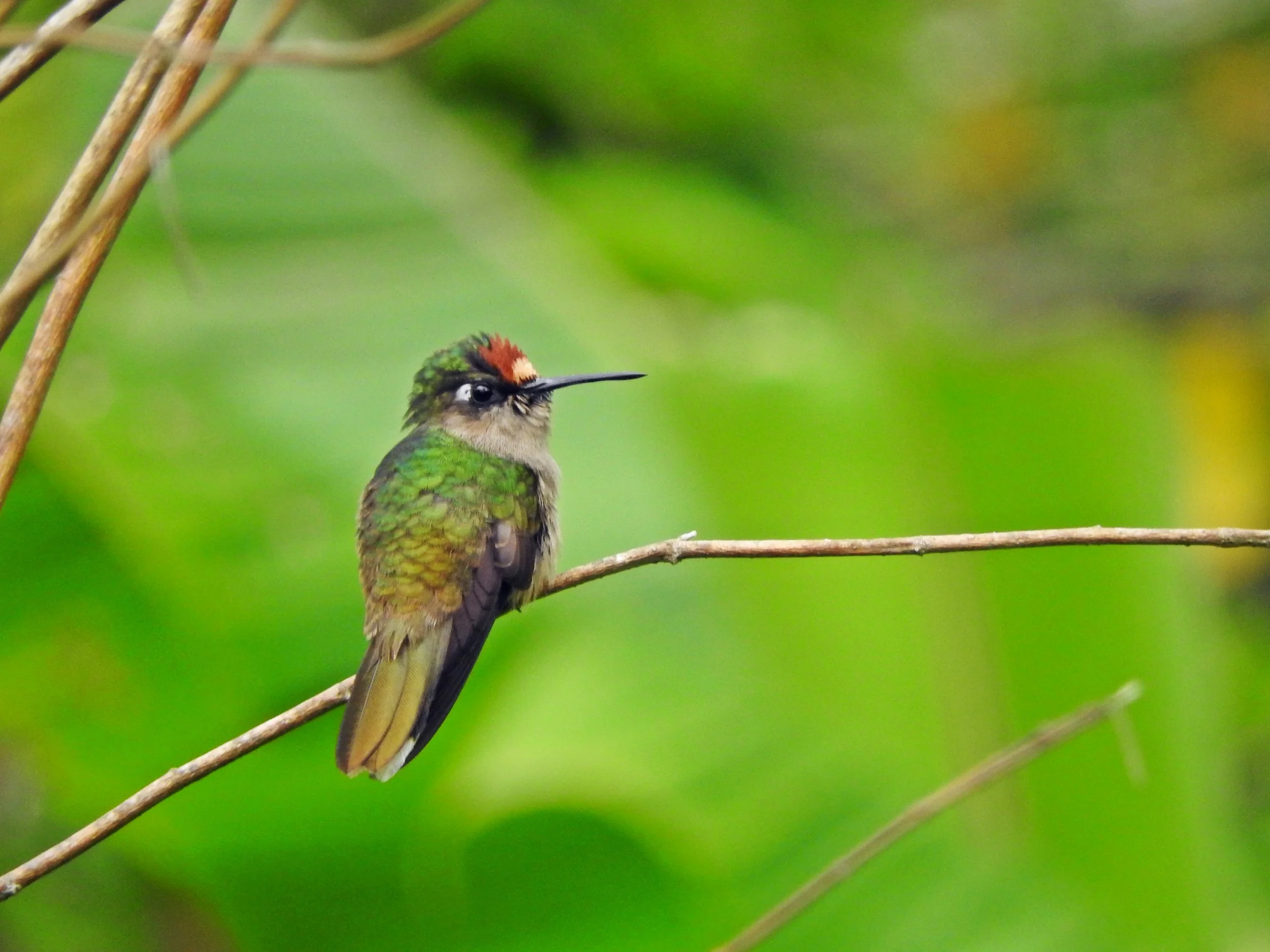 Top 10 Hummingbirds You Can Only Film in Colombia — WhereNext