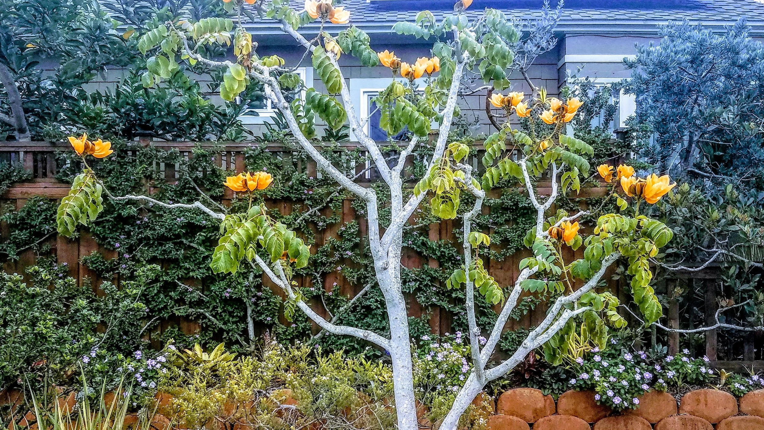 Mission Hills - Dr. Seuss's Garden — San Diego POV