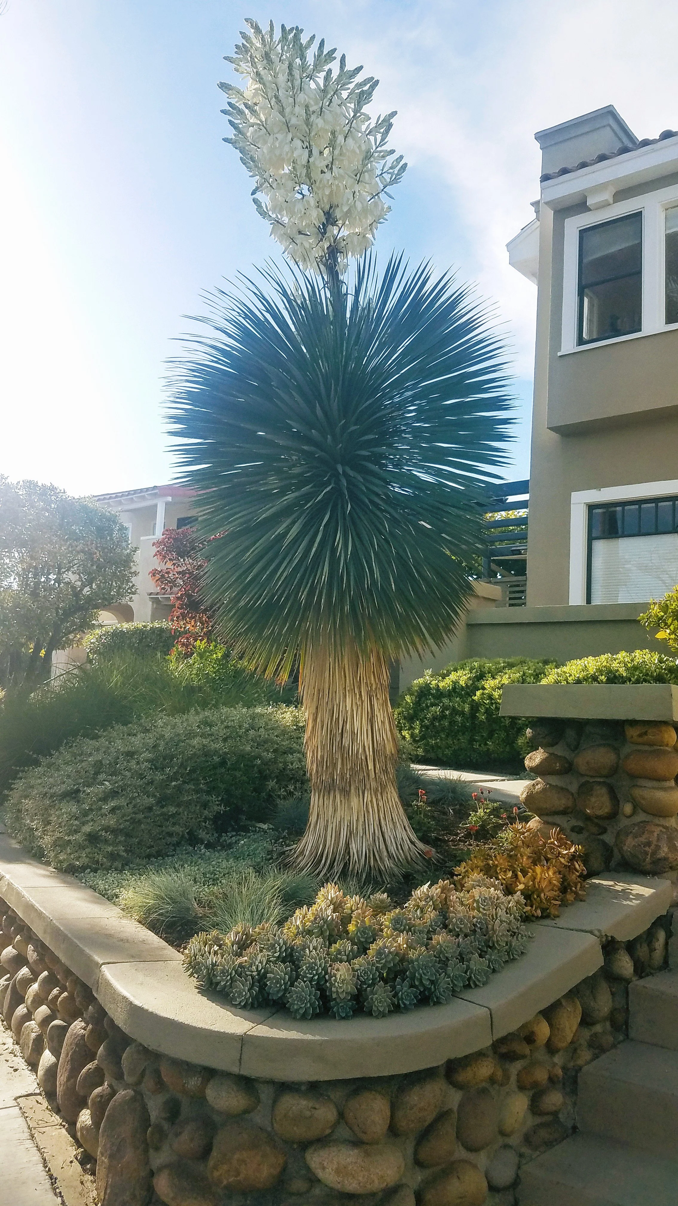 Mission Hills - Dr. Seuss's Garden — San Diego POV
