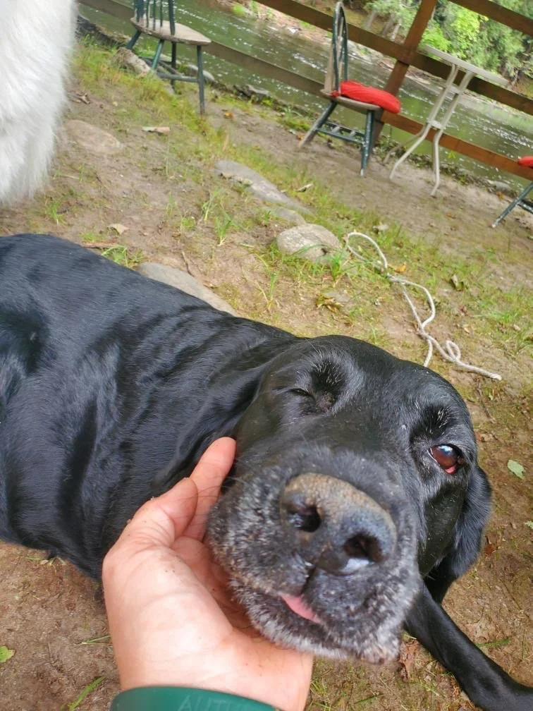 Learn More Boarding — Easy Wag