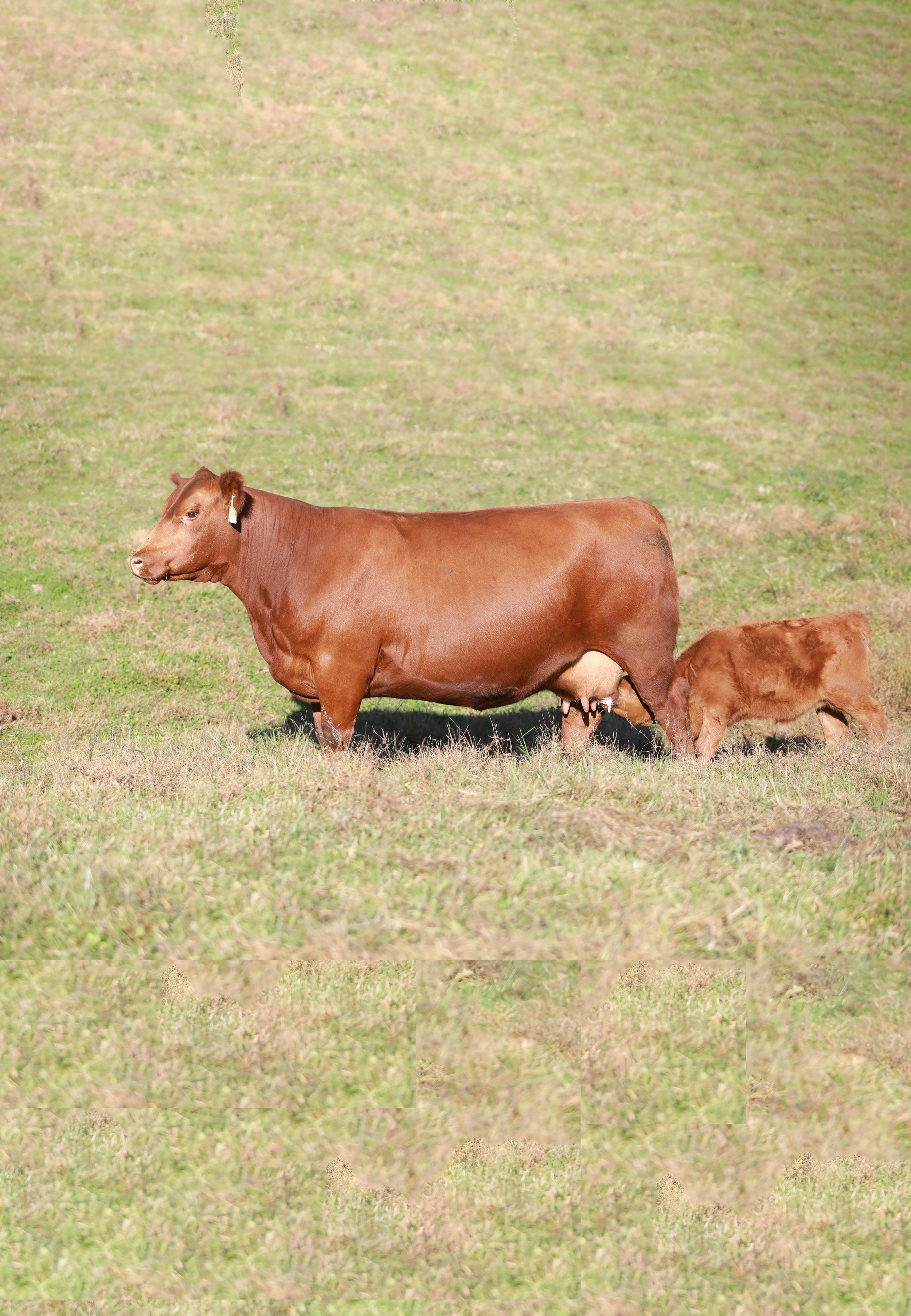 Cedar Hill Red Angus