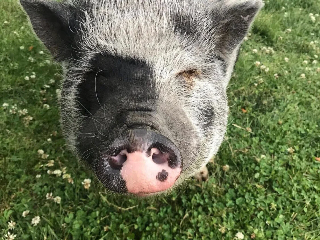 Sweet Acres Pig Sanctuary