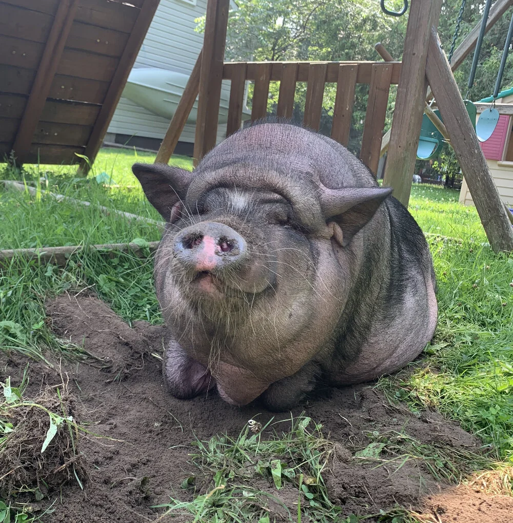 MEET THE PIGS | Discover Their Stories — Sweet Acres Pig Sanctuary