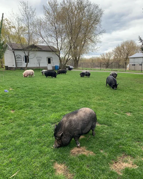 MEET THE PIGS | Discover Their Stories — Sweet Acres Pig Sanctuary