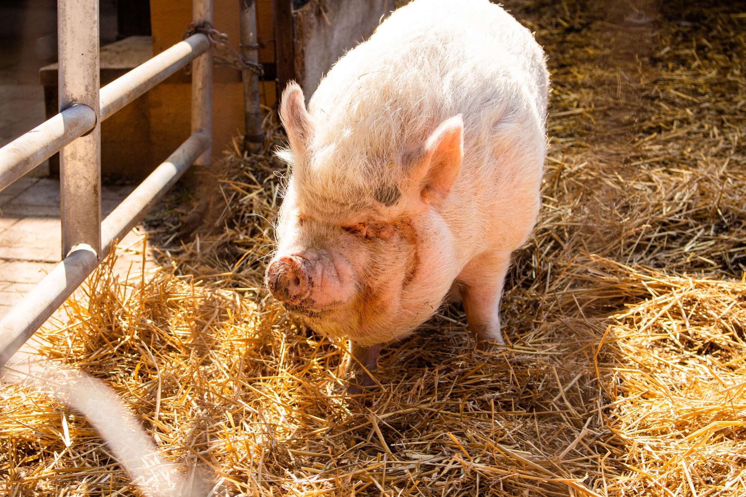Sweet Acres Pig Sanctuary | Raising Awareness, Rescuing Pigs
