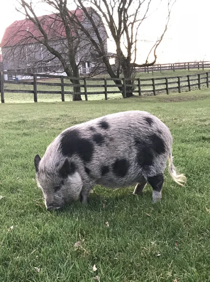 FAQs — Sweet Acres Pig Sanctuary