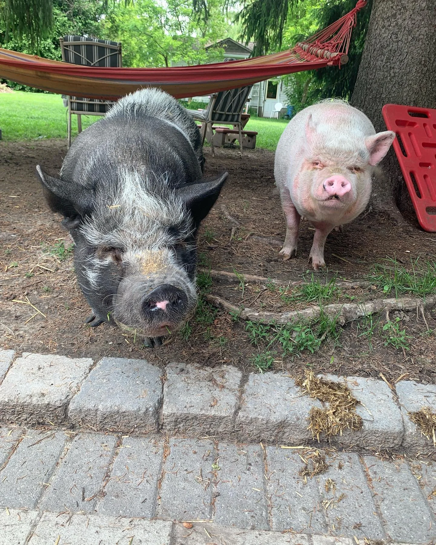 Sweet Acres Pig Sanctuary