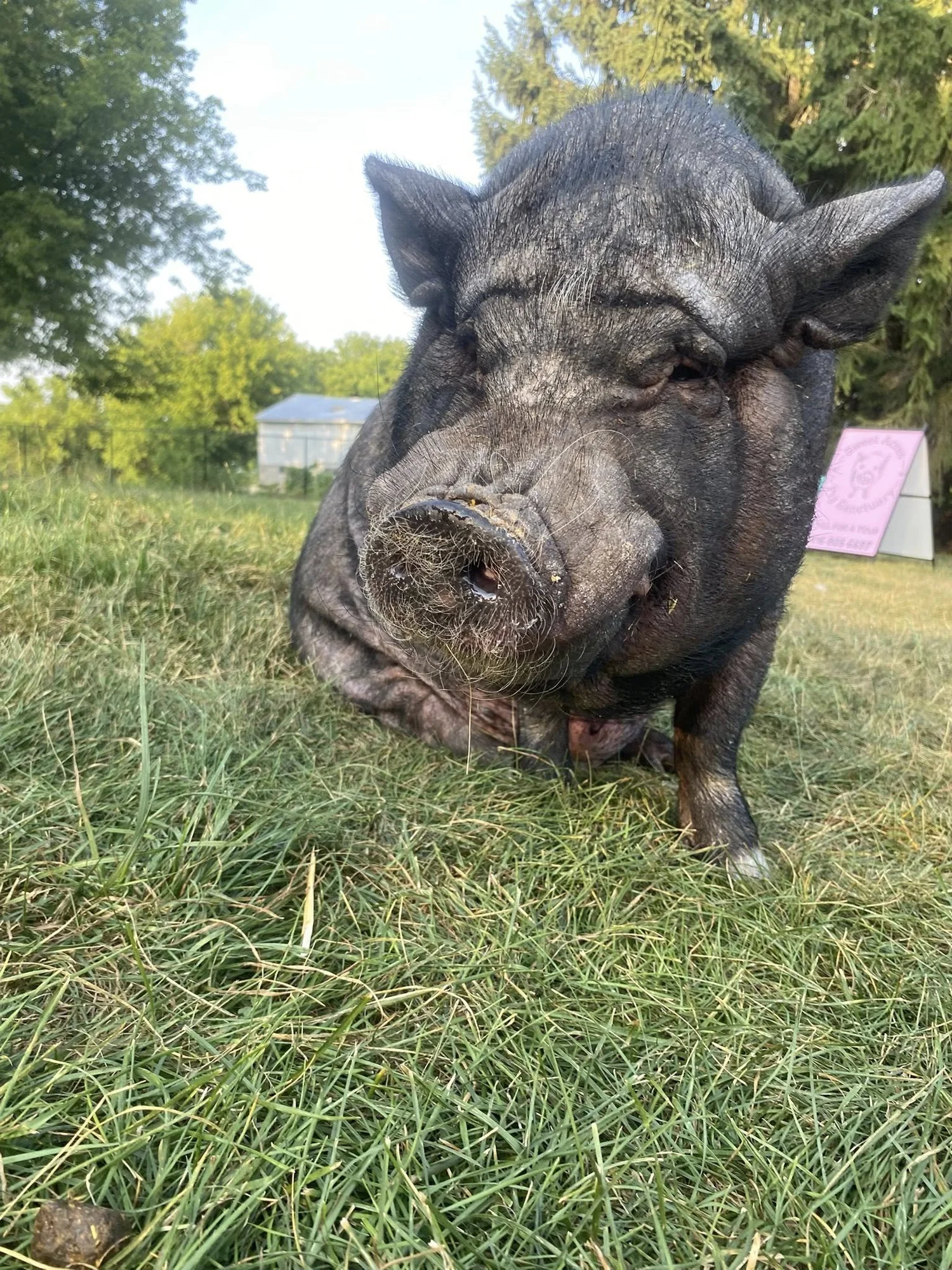Visit Us | Book Your Visit Today — Sweet Acres Pig Sanctuary