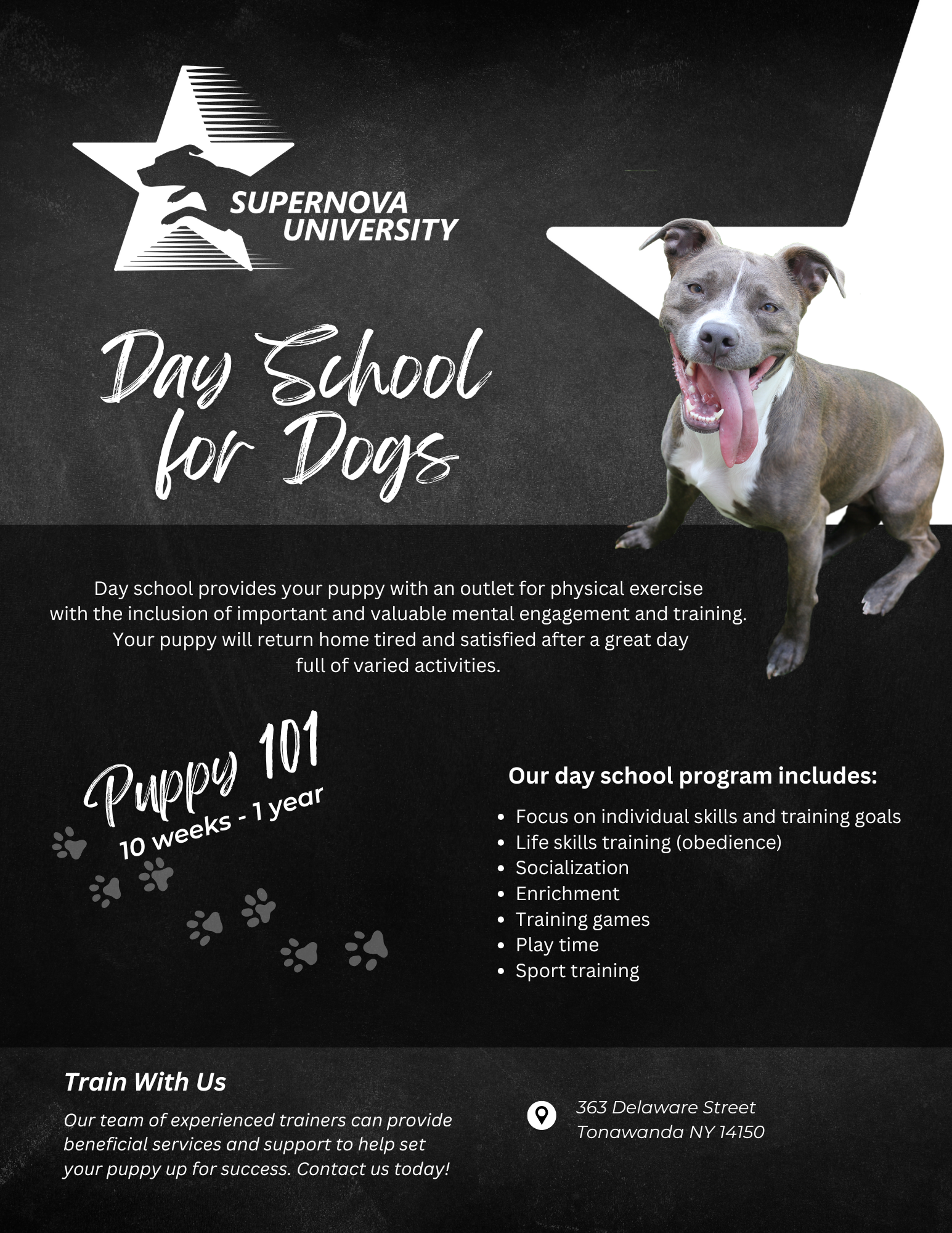 Puppy Program Promotion | Join Our Puppy Training Program — SUPERNOVA DOGS