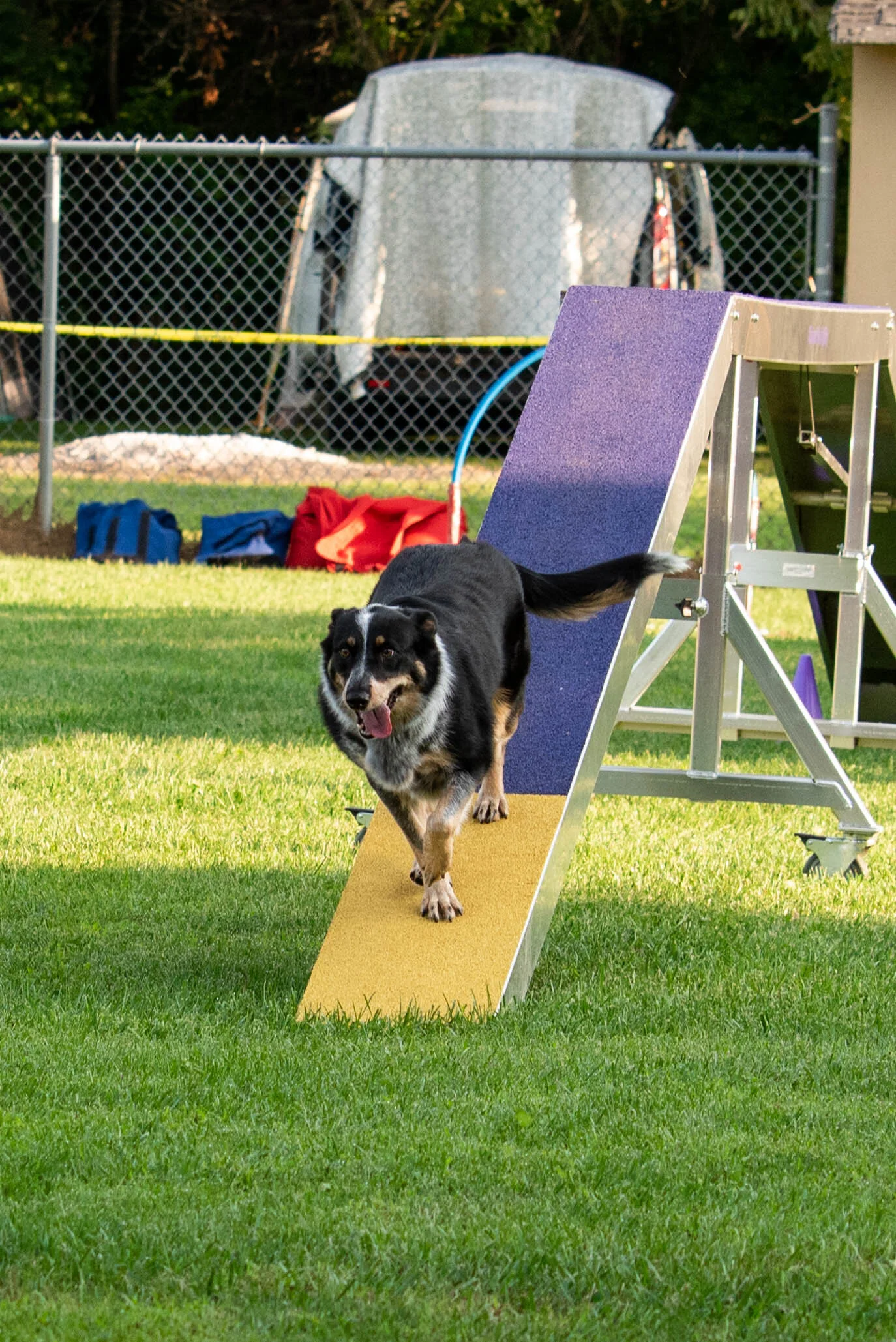 Meet Our Students — SUPERNOVA DOGS