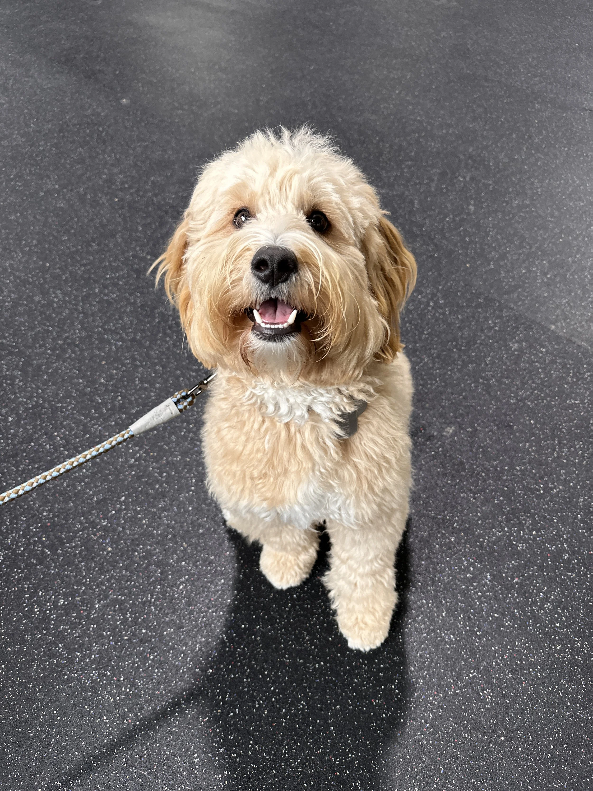 SUPERNOVA University — SUPERNOVA DOGS