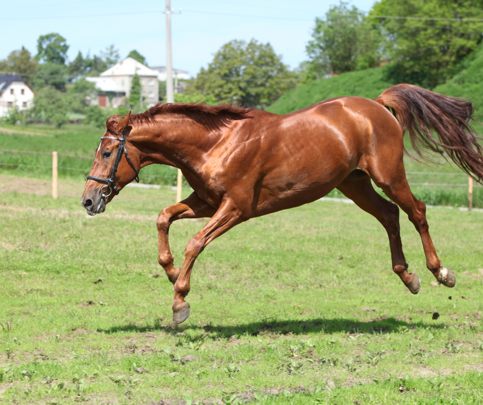 Different Horse Breeds - A Tutorial — Hollybrooke Farms