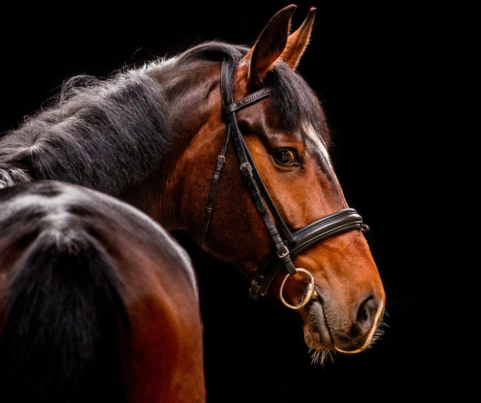 Different Horse Breeds - A Tutorial — Hollybrooke Farms