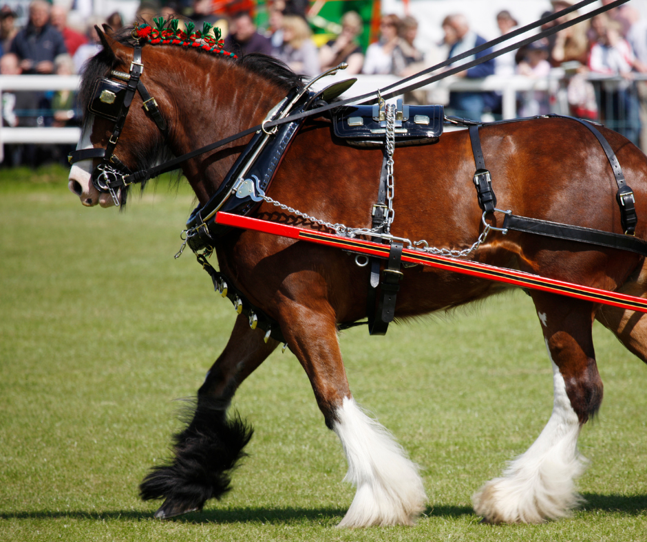 Different Horse Breeds - A Tutorial — Hollybrooke Farms