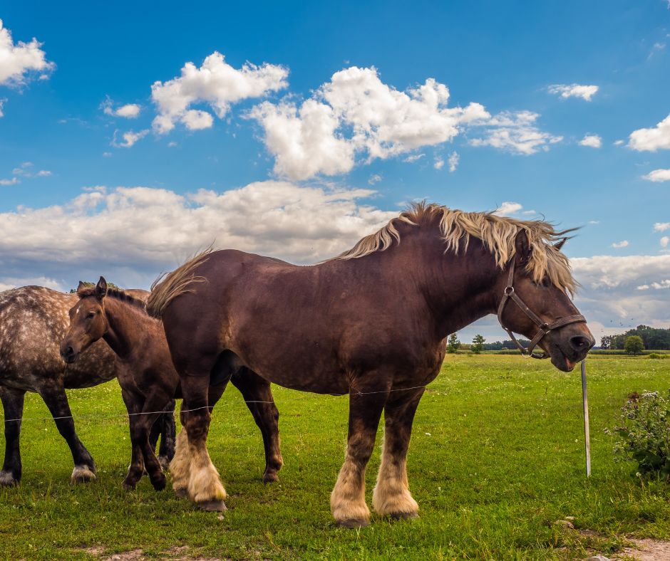 Different Horse Breeds - A Tutorial — Hollybrooke Farms