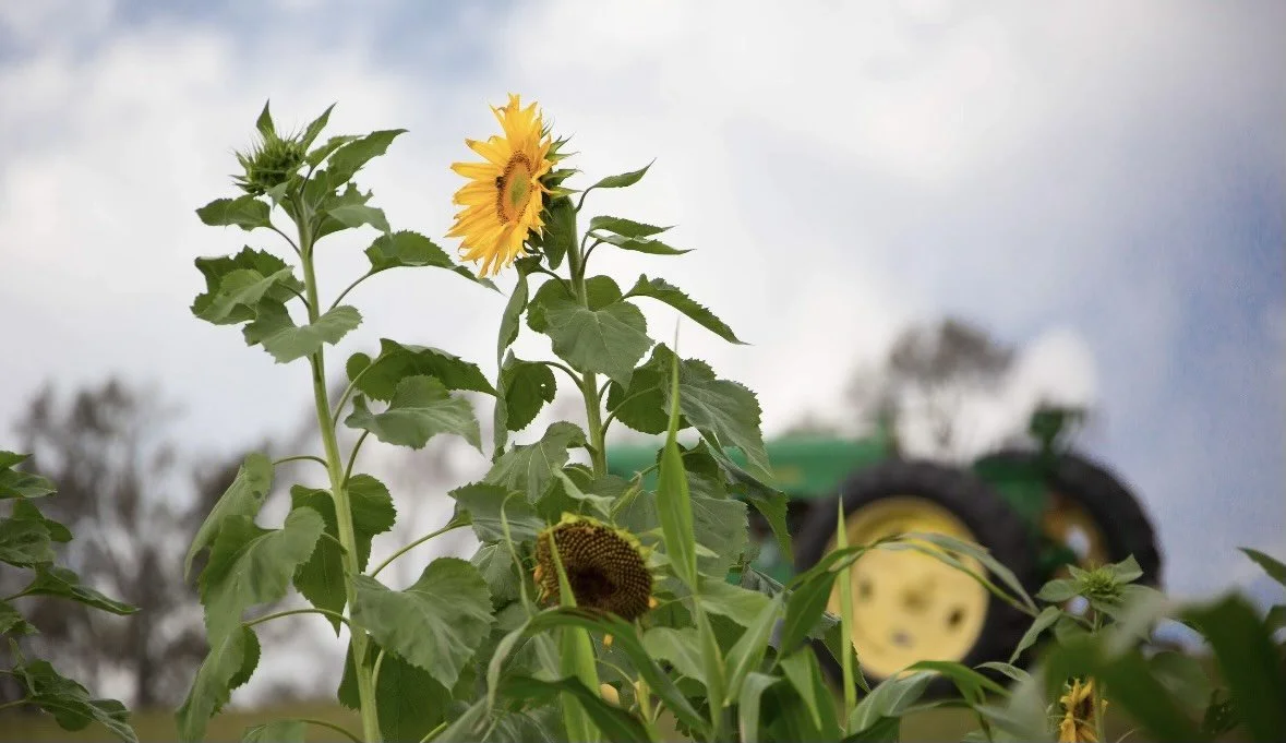 General 6 — Dream Field Farms