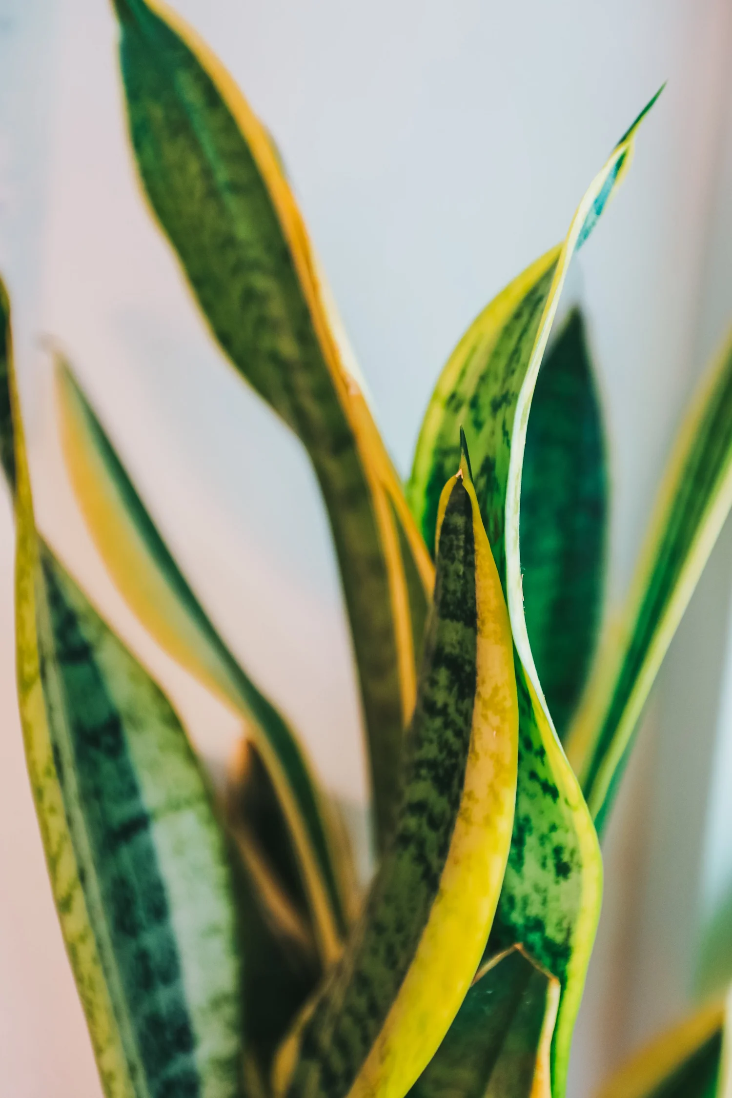 Indra Yoga Studio- Fort Myers Yoga Studio