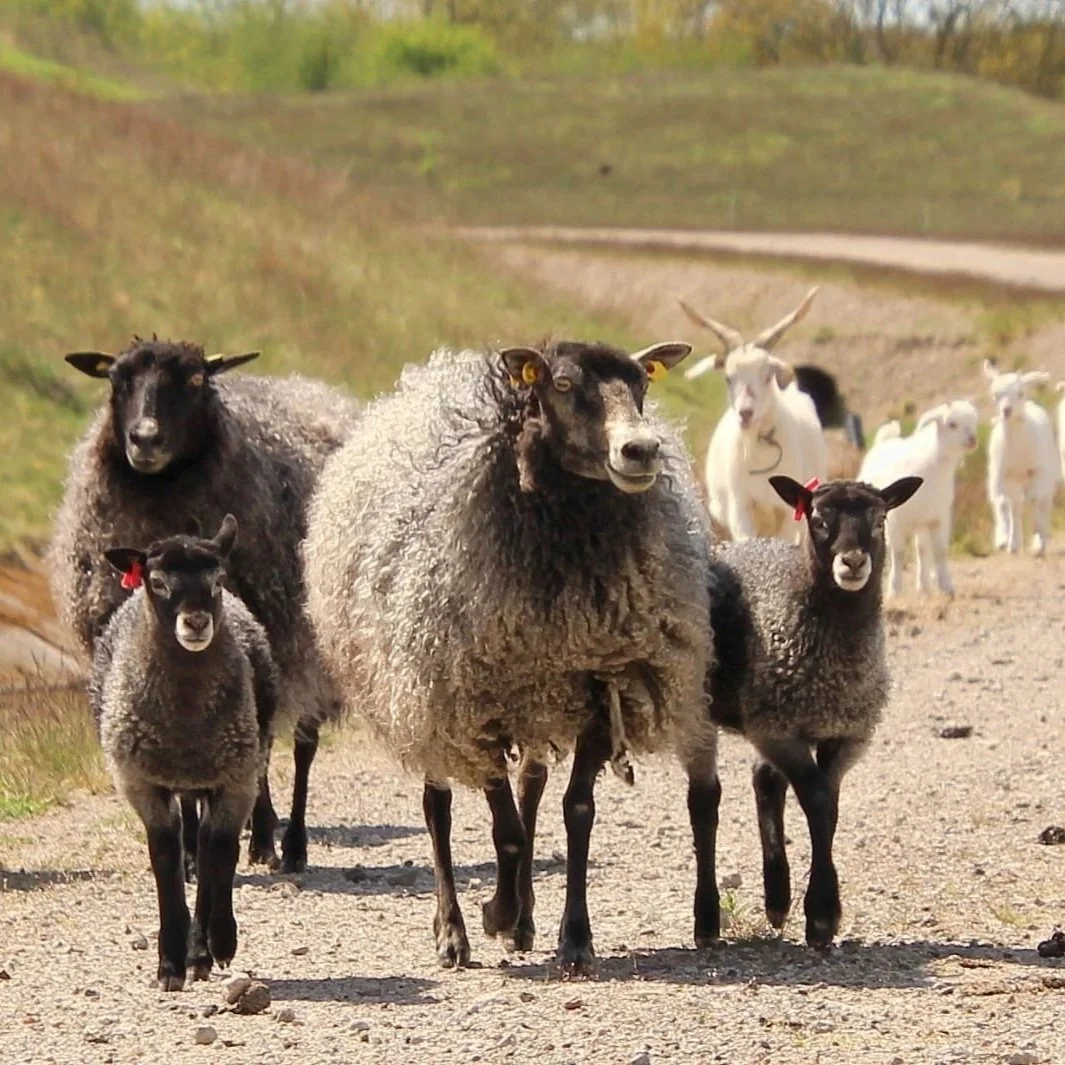 Schäferei Schöne Schafe — Fibershed DACH