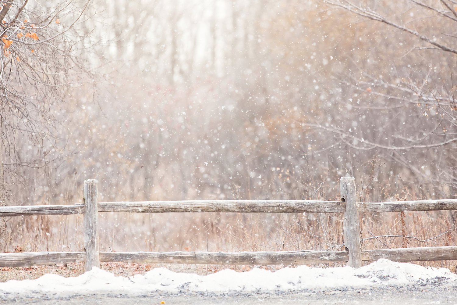 Winter Symmetry — Jackie Partridge Art