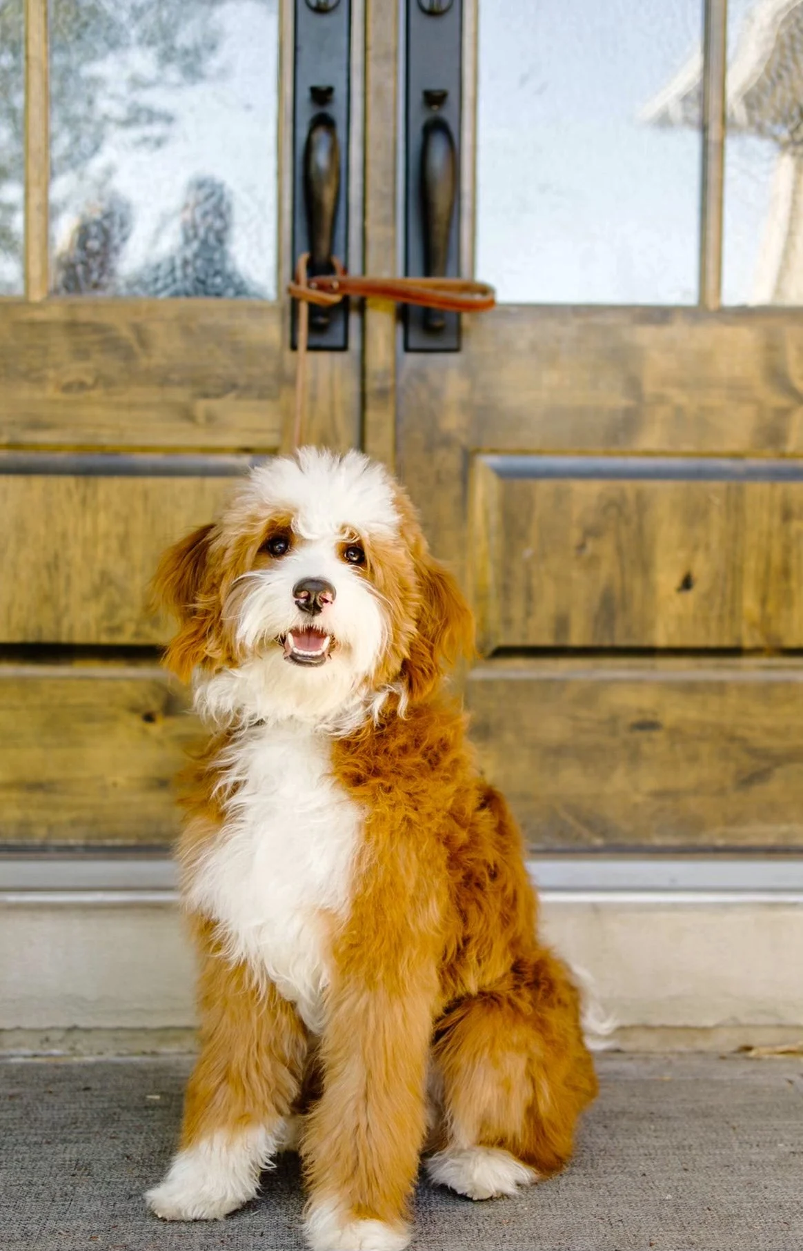 available puppies — bourbon bernedoodles