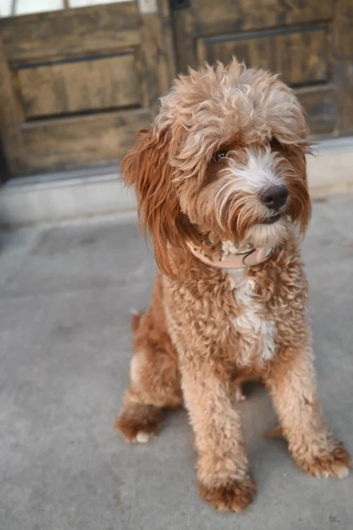 our bourbon bernedoodles as puppies and grown up — bourbon bernedoodles