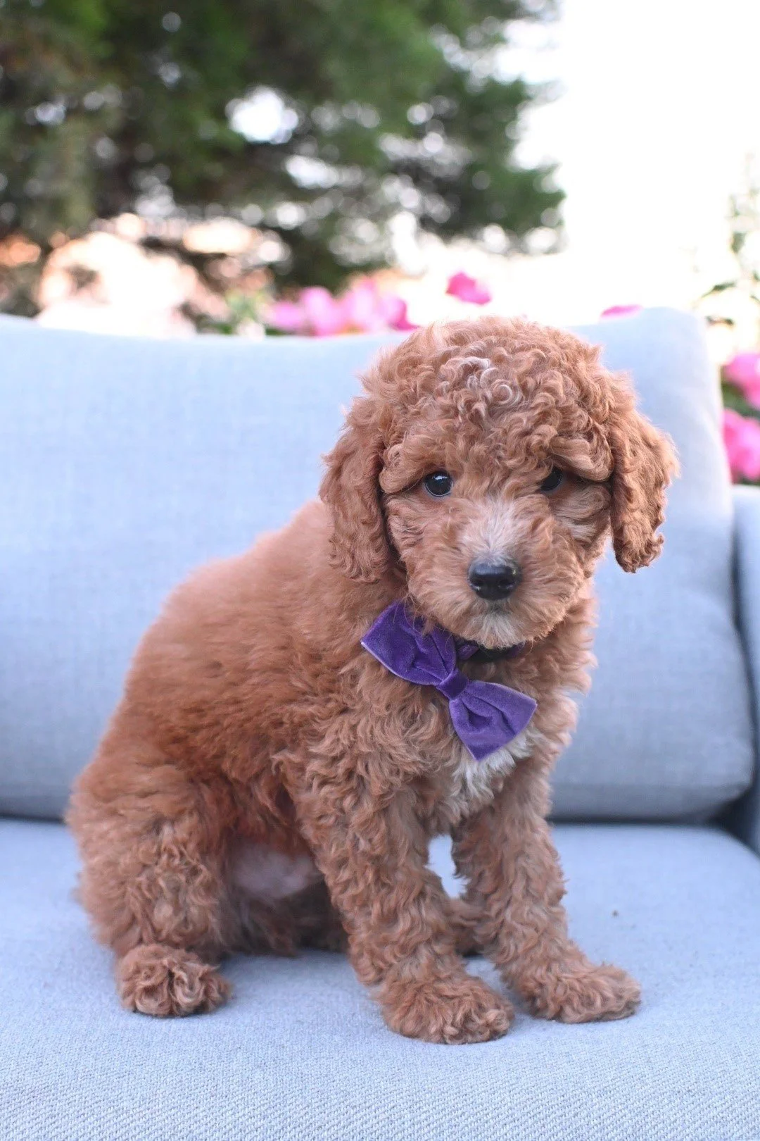 General 2 — bourbon bernedoodles