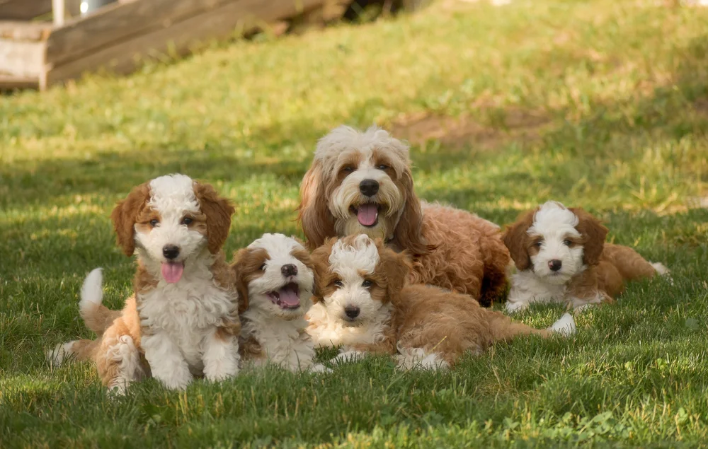 gypsy's mini red and white bernedoodle puppies — bourbon bernedoodles