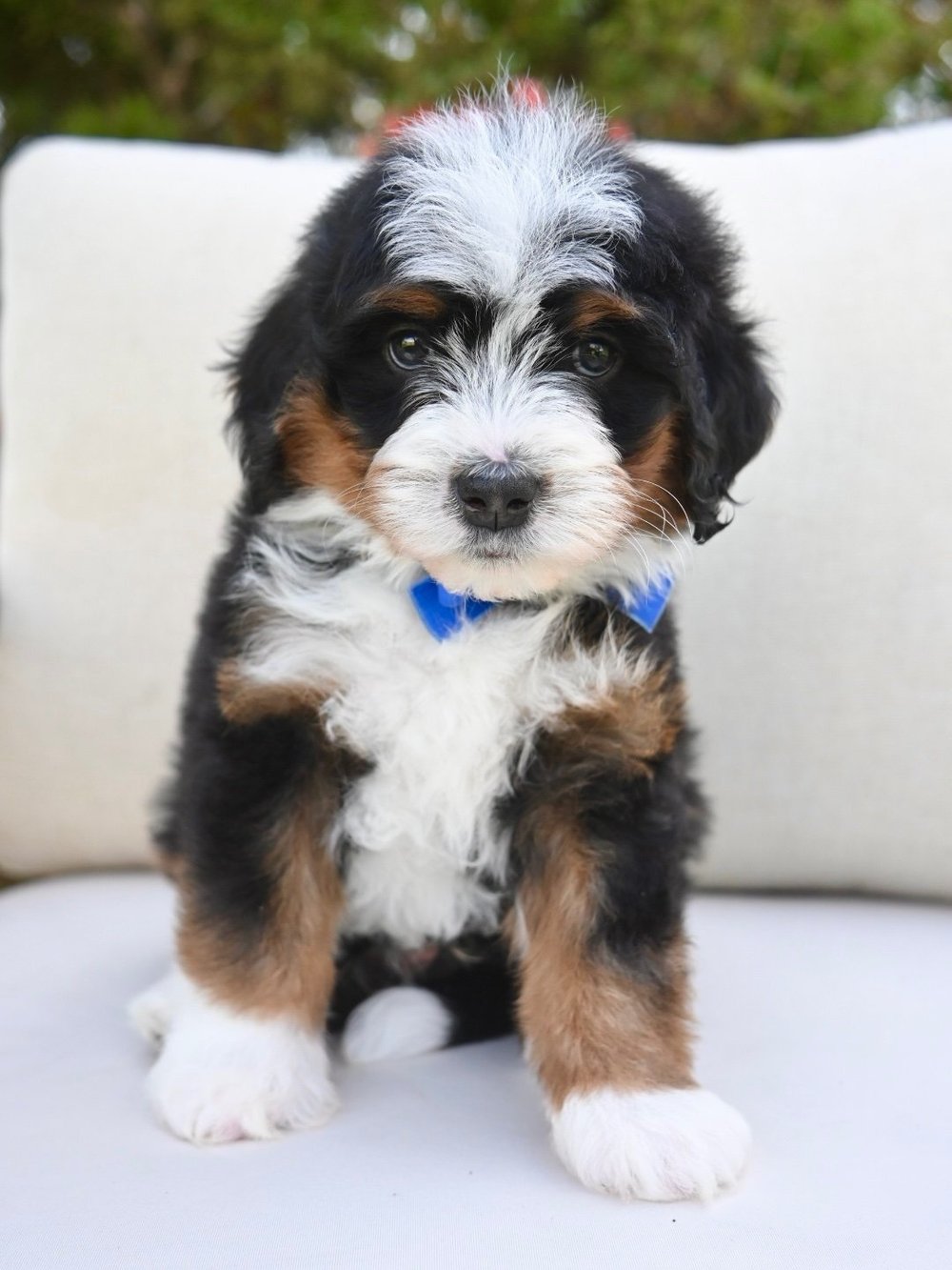 available puppies — bourbon bernedoodles