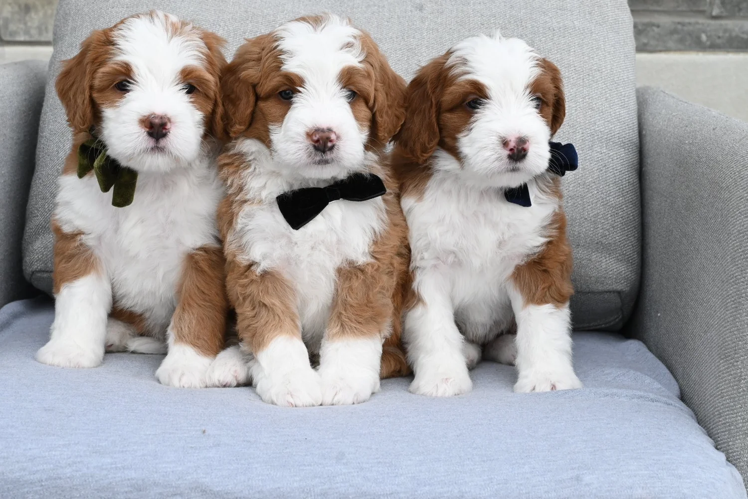 mya's medium standard red and white tuxedo bernedoodle previous puppies ...