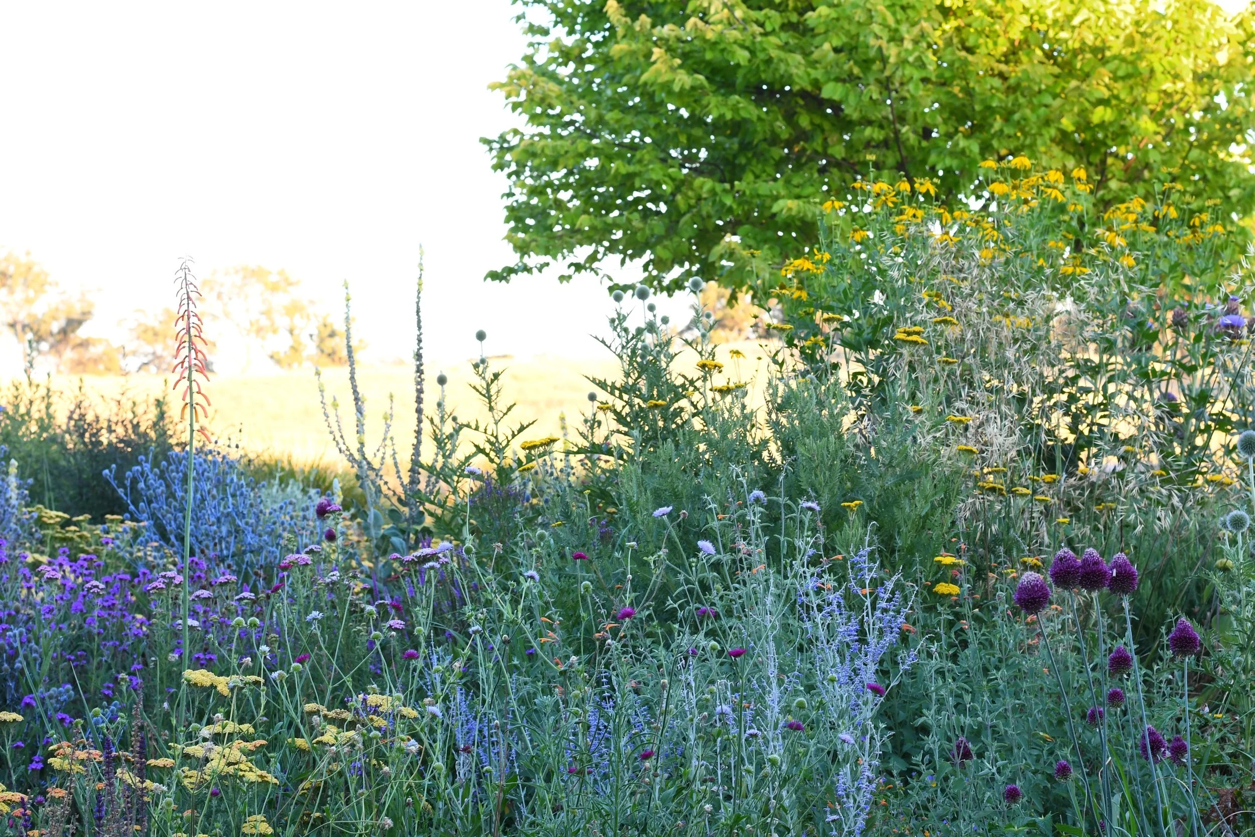 The Garden Curator - Colleen Southwell, artist and garden maker