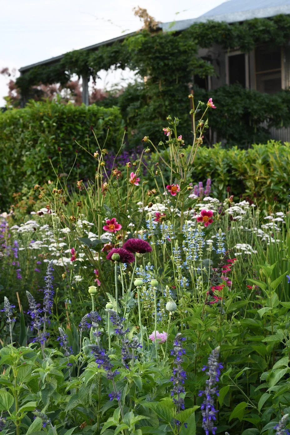 Wander the Garden — The Garden Curator