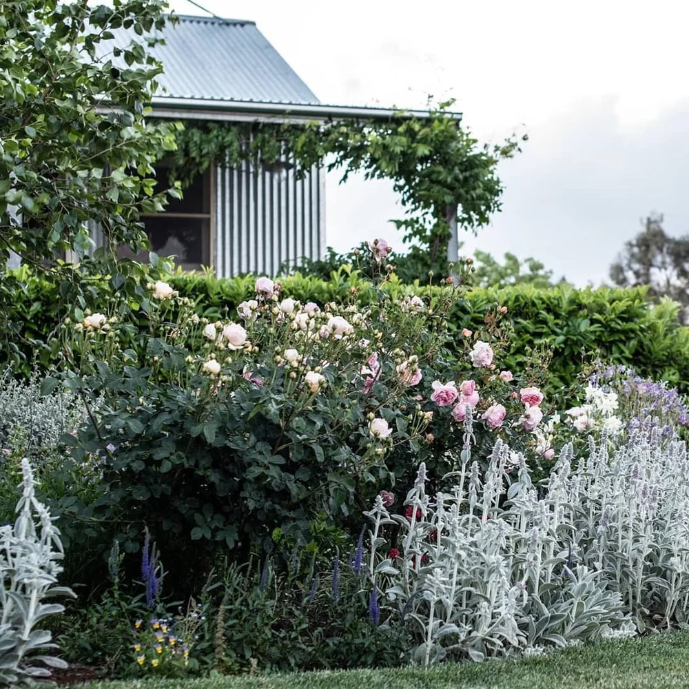 Wander the Garden — The Garden Curator