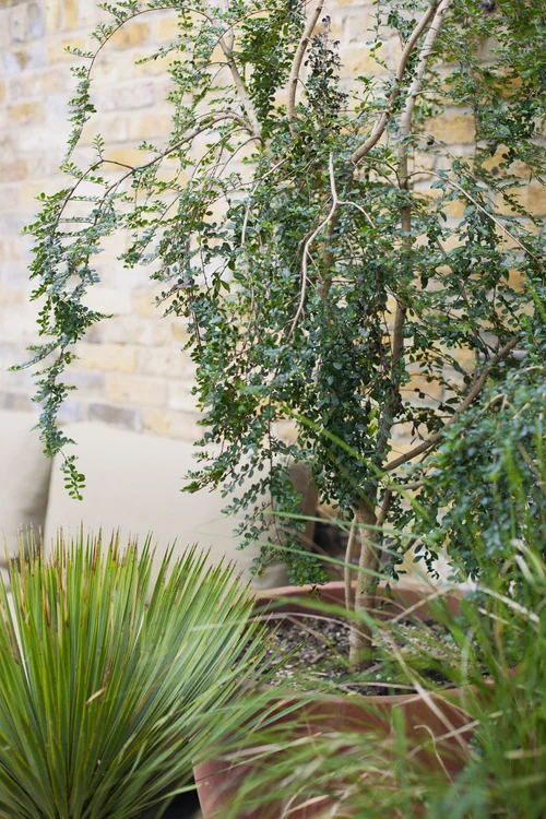 Hayter Road — PATRICK FEATHERSTONE