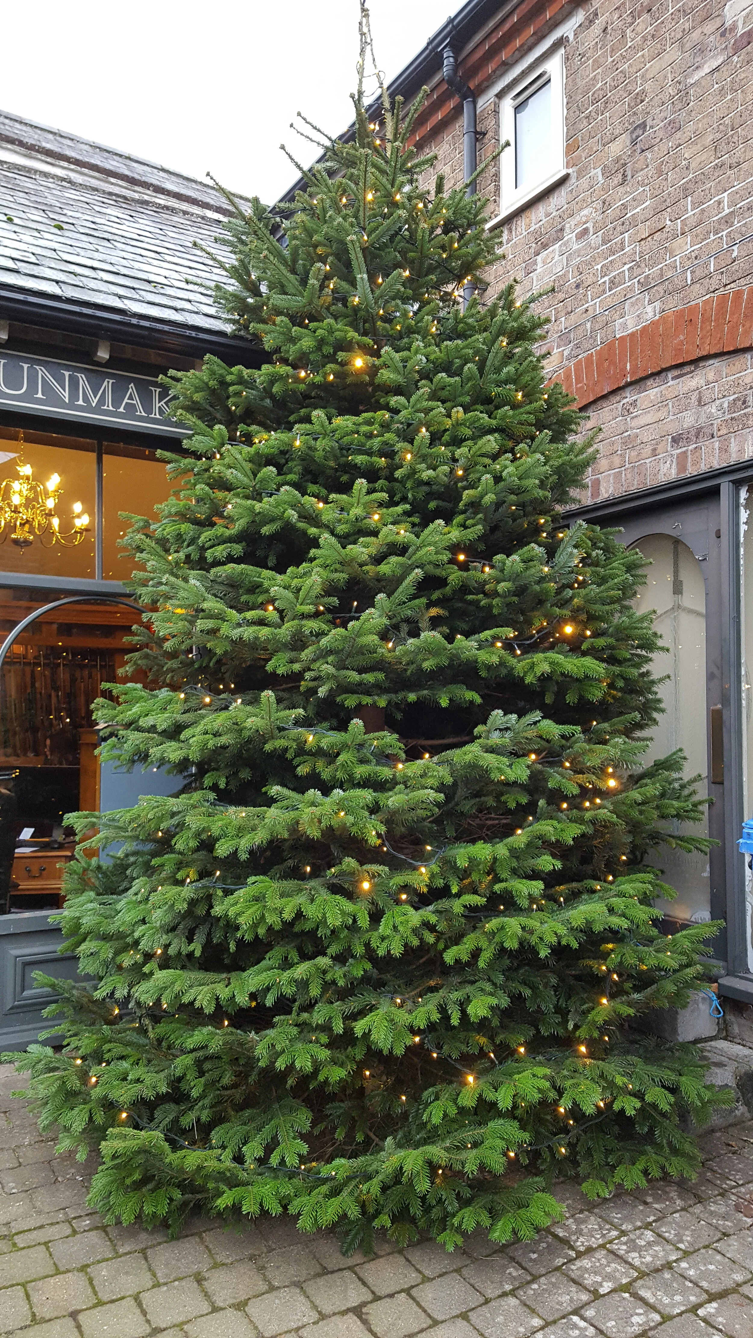 Big Christmas Trees — The Big Christmas Tree Company