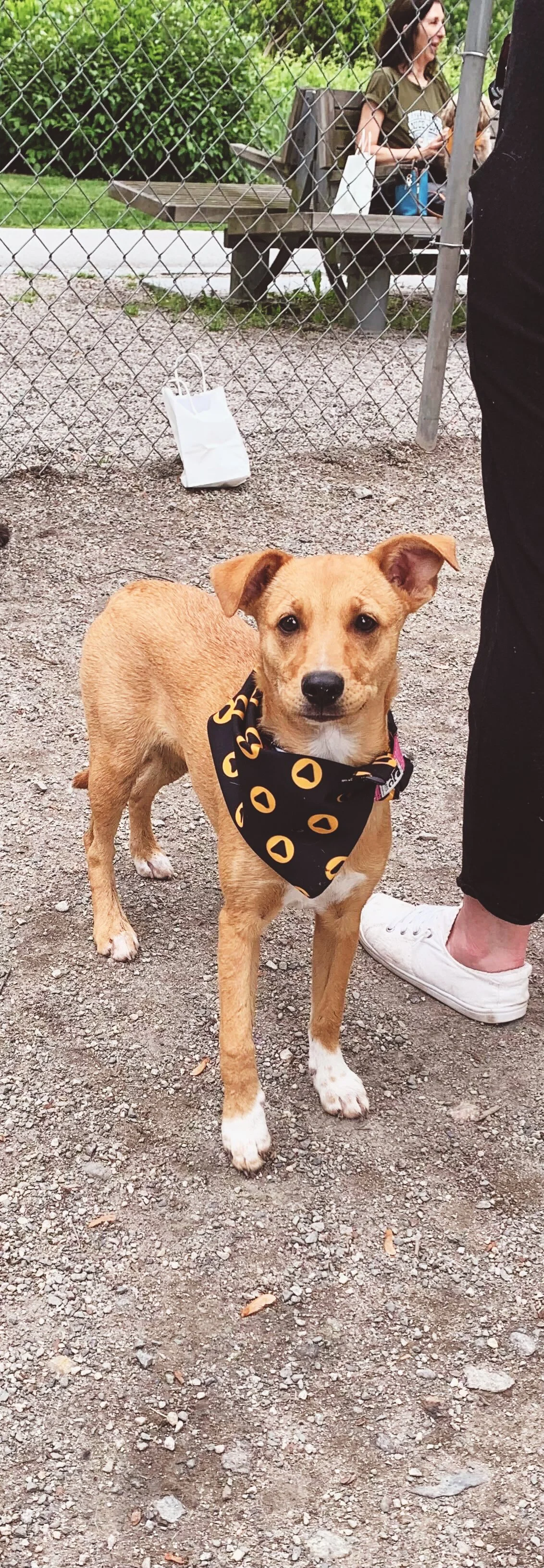 CREW Dogs #1 — REW.works