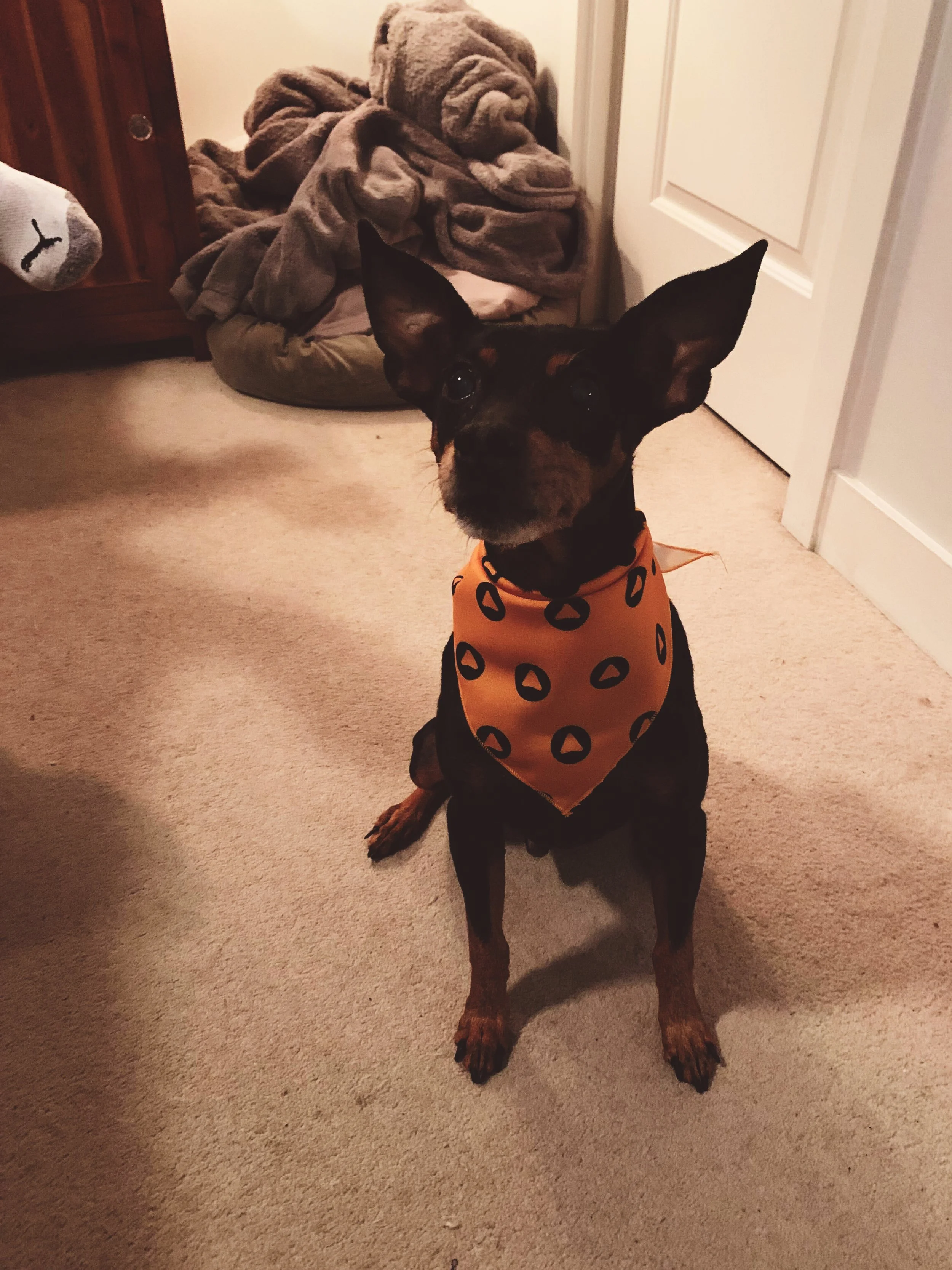 CREW Dogs #1 — REW.works