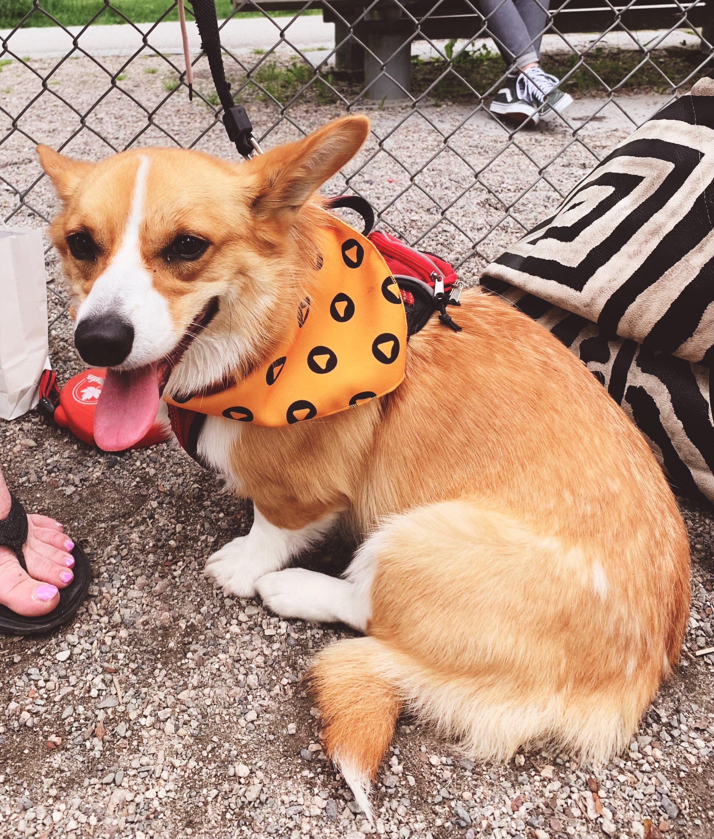 CREW Dogs #1 — REW.works