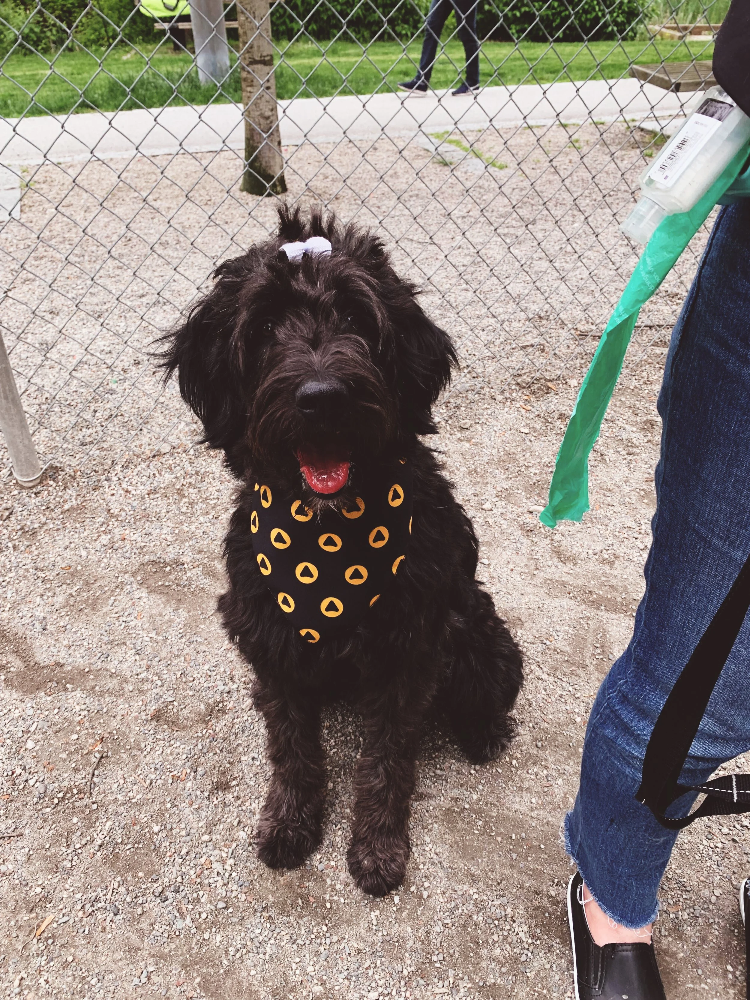 CREW Dogs #1 — REW.works