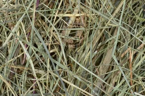 Hay and Straw // Animal Feed // Yorkshire