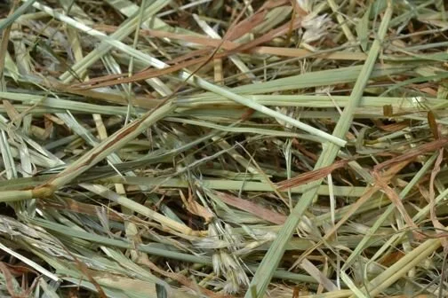 Hay and Straw // Animal Feed // Yorkshire