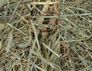 Hay and Straw // Animal Feed // Yorkshire