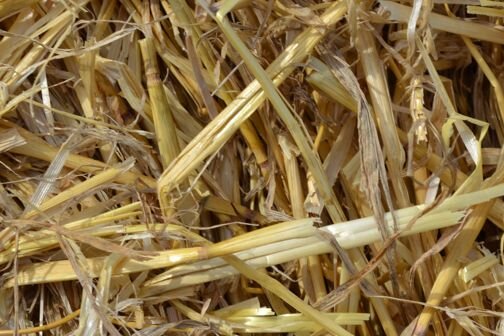 Hay and Straw // Animal Feed // Yorkshire