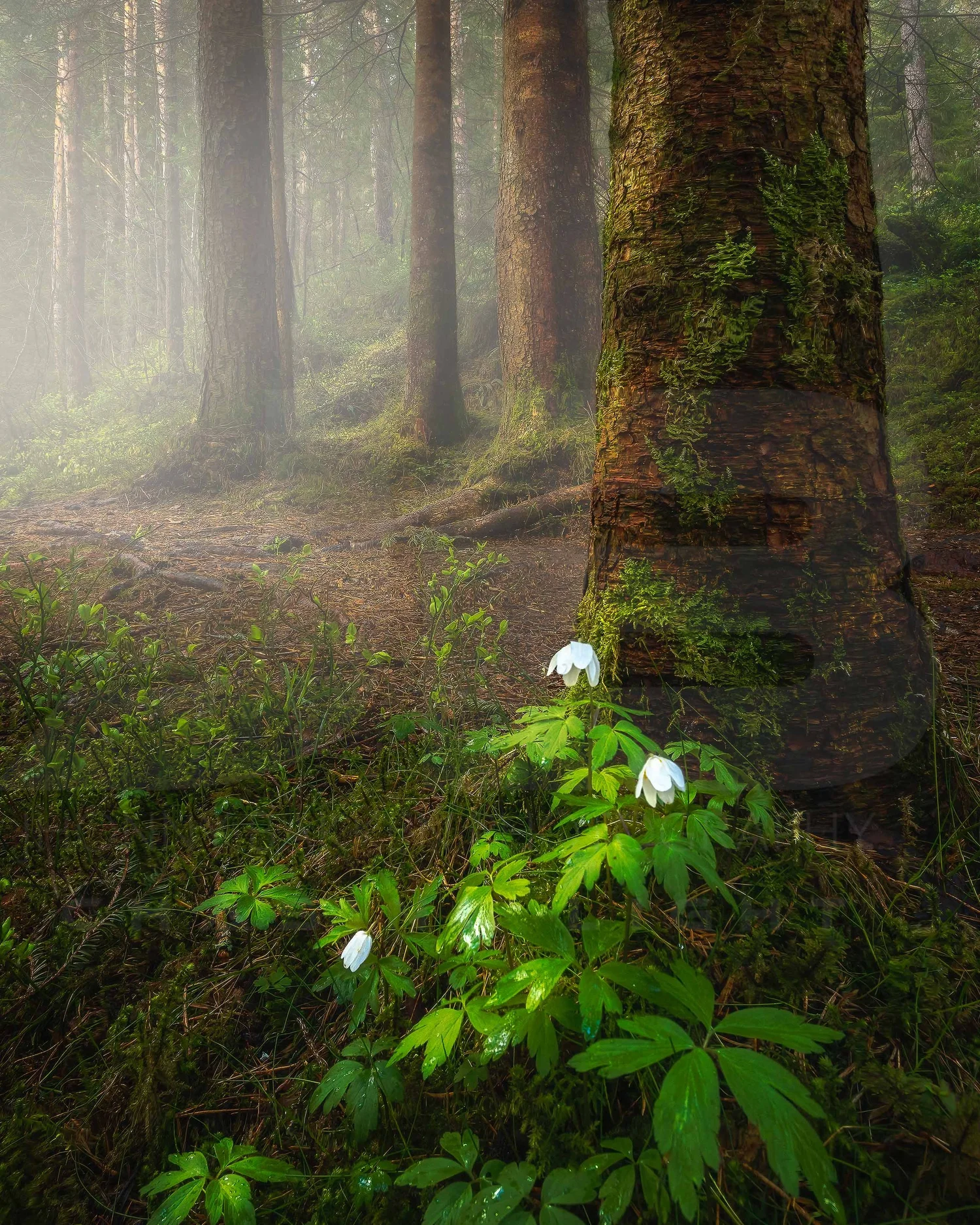 Woodland and Forest Photography | Chasing Light Creating Magic | Jhonny ...