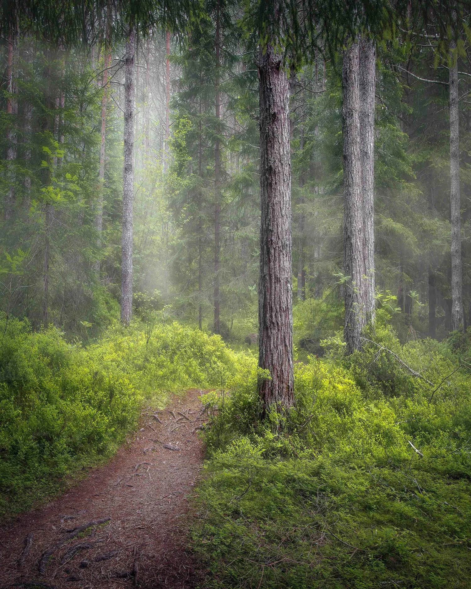 Woodland and Forest Photography | Chasing Light Creating Magic | Jhonny ...