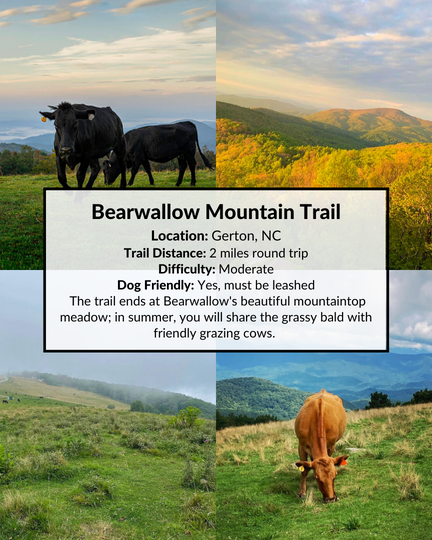 Best Hikes in Gerton, North Carolina — Travel Guides Asheville